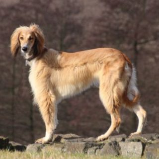 Aussehen, Wesen und Temperament der verschiedenen Windhunde