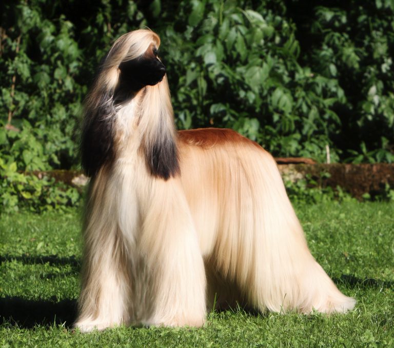 Der Afghanische Windhund