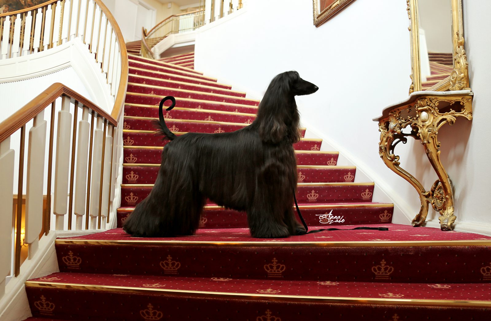 Der Afghanische Windhund