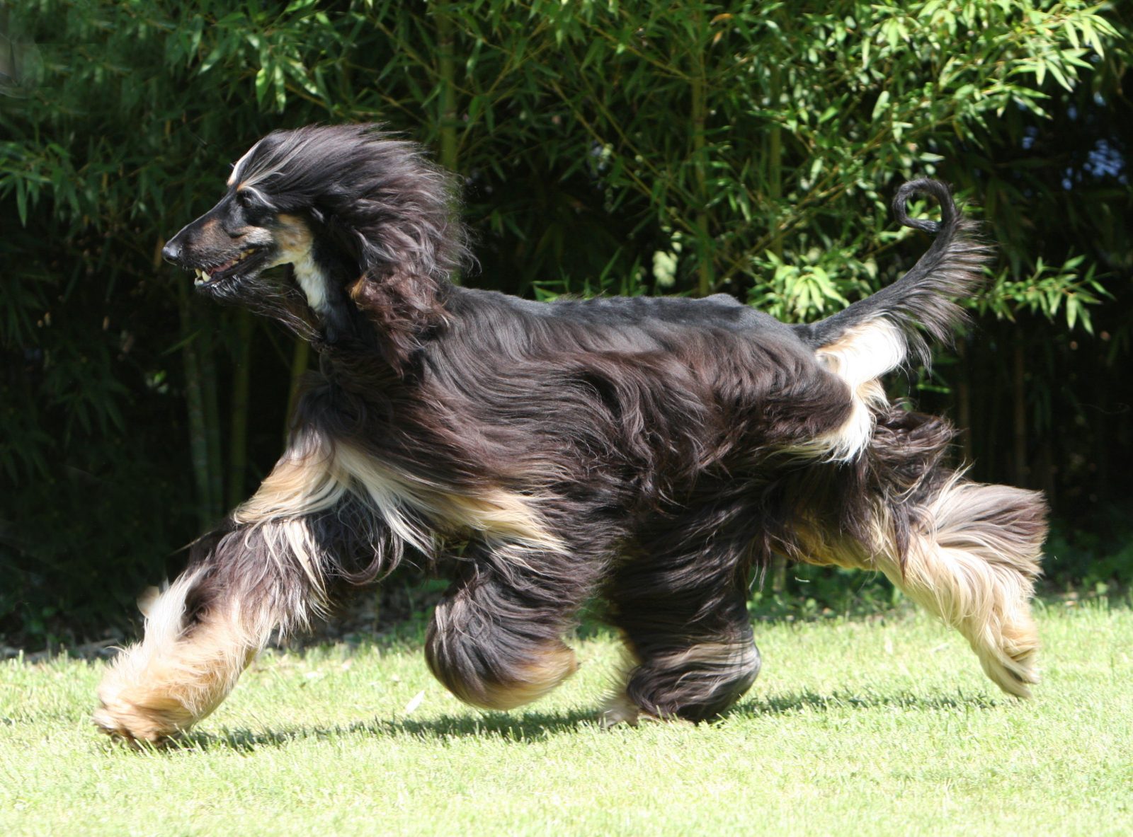 Der Afghanische Windhund