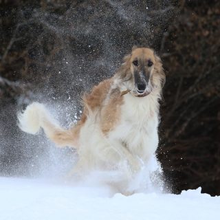 Aussehen, Wesen und Temperament der verschiedenen Windhunde