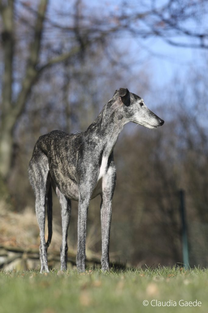 Aussehen, Wesen und Temperament der verschiedenen Windhunde