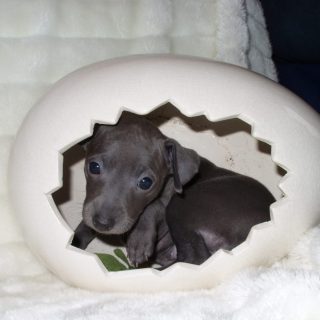 Aussehen, Wesen und Temperament der verschiedenen Windhunde