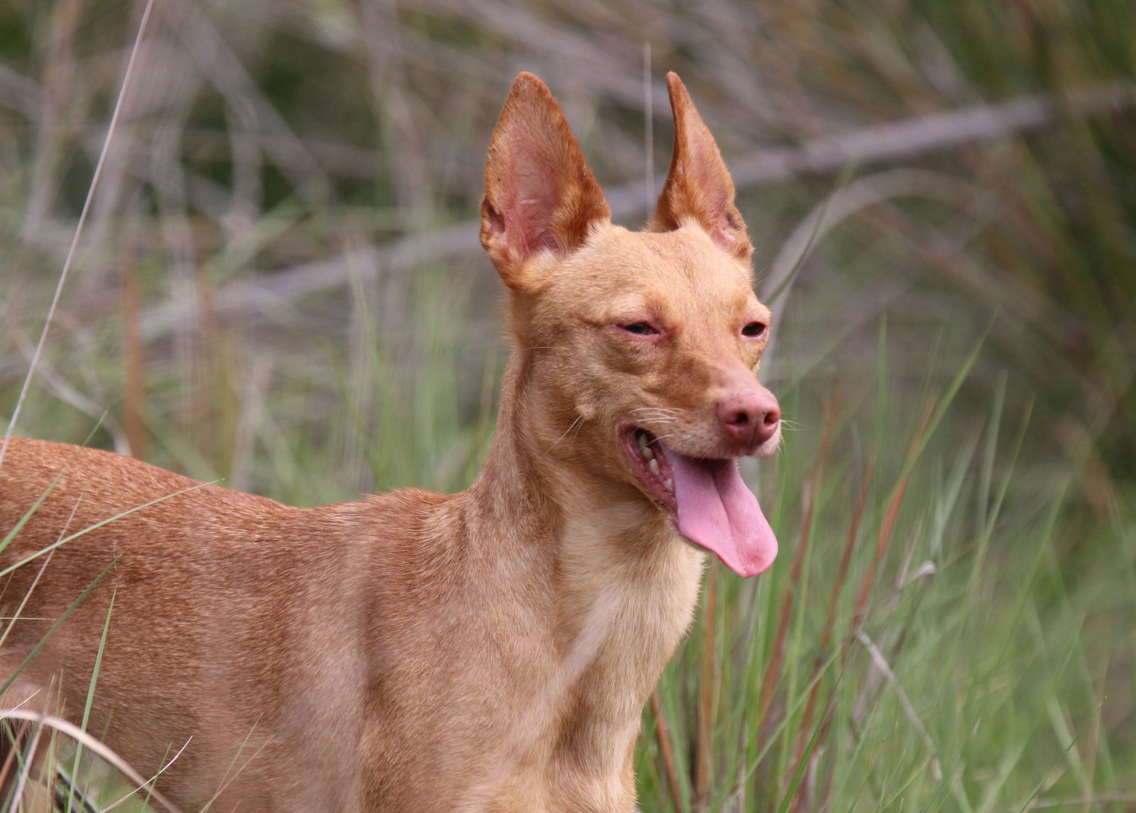 Podenco Andaluz