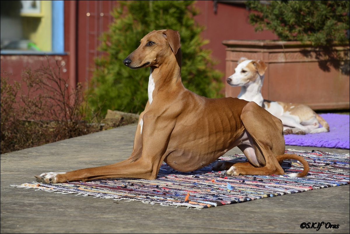 Der Azawakh, der Windhund der Normaden