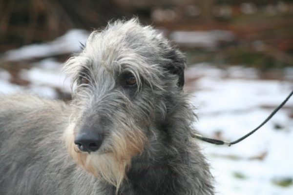 Der schottische Deerhound
