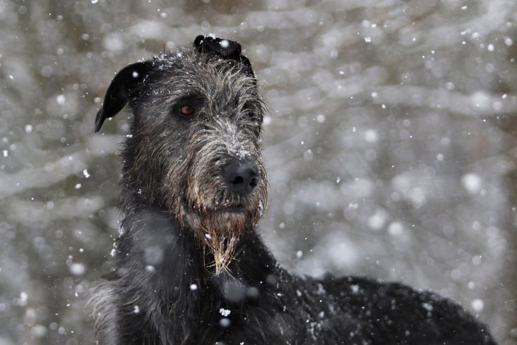 Weitere Infos Irish Wolfhound