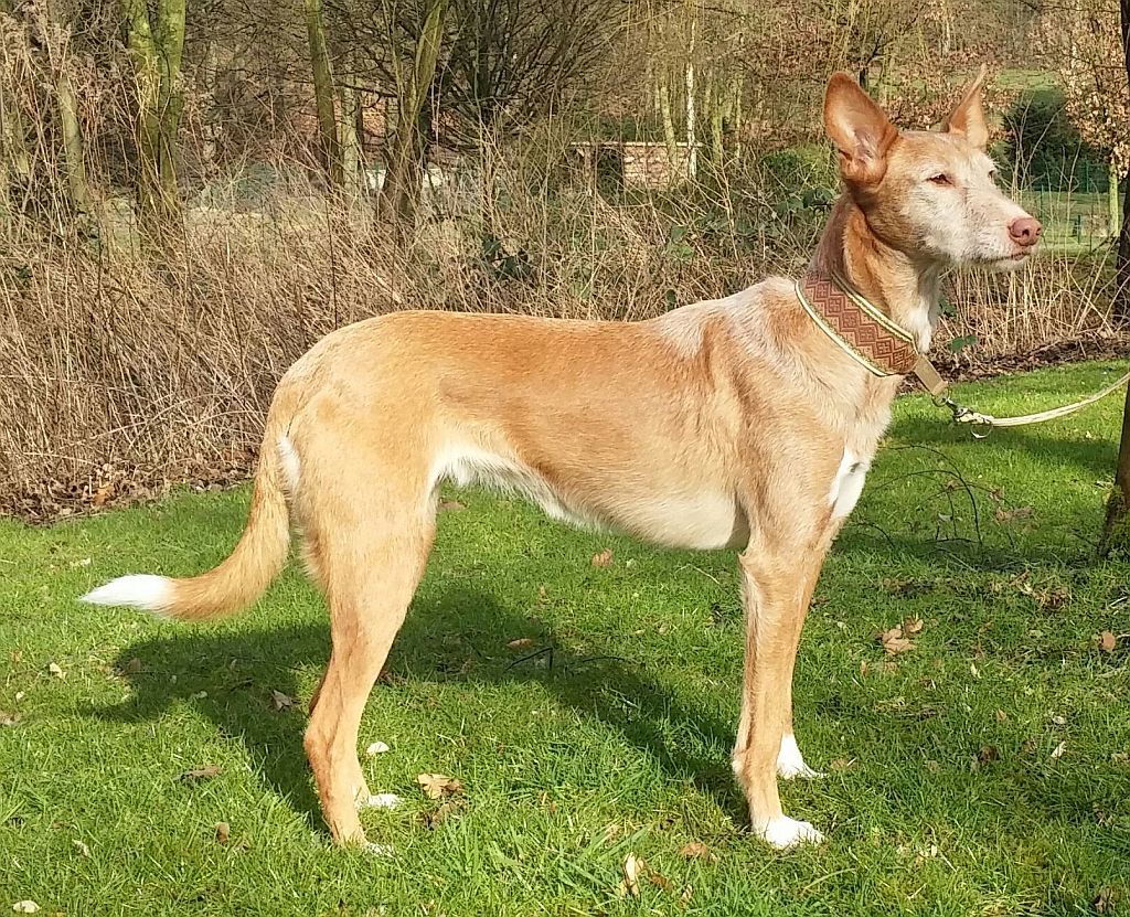 Standard des Podenco Andaluz, Fotos von Podenco Andaluz