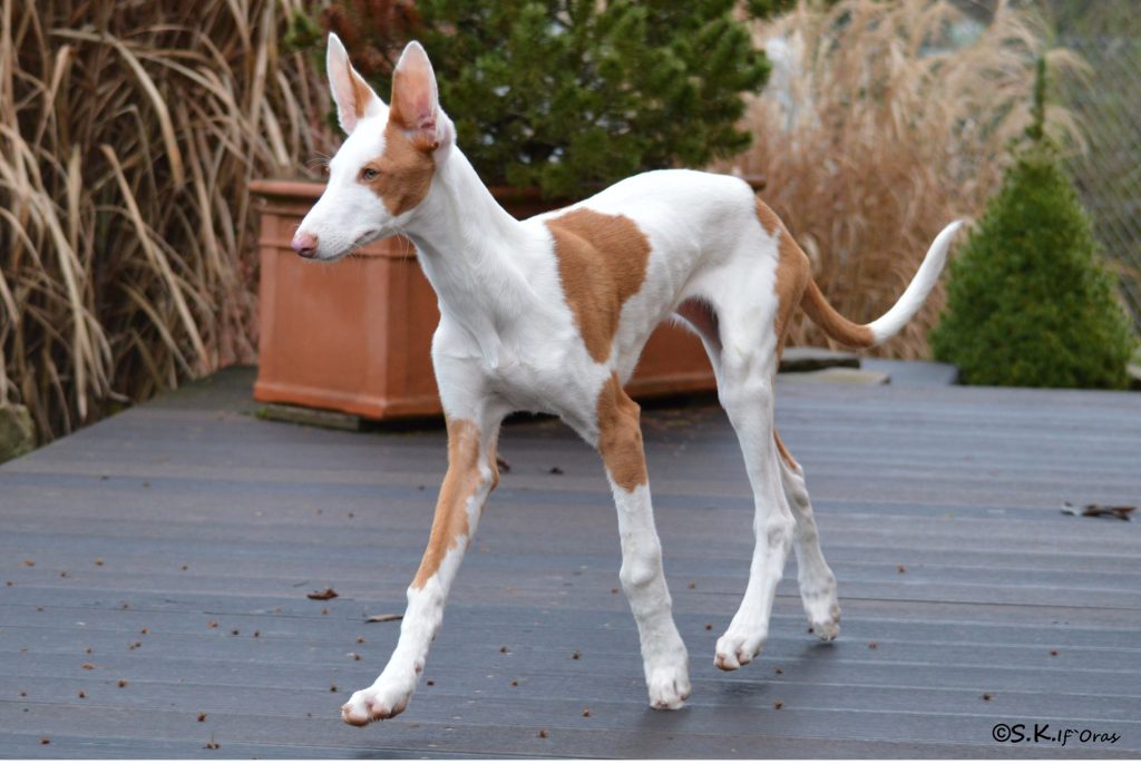 Standard des Podenco Ibicenco, Fotos von Podenco Ibicencos