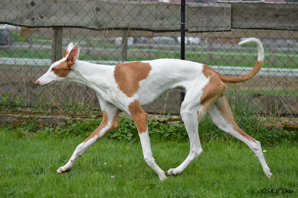 Standard des Podenco Ibicenco, Fotos von Podenco Ibicencos