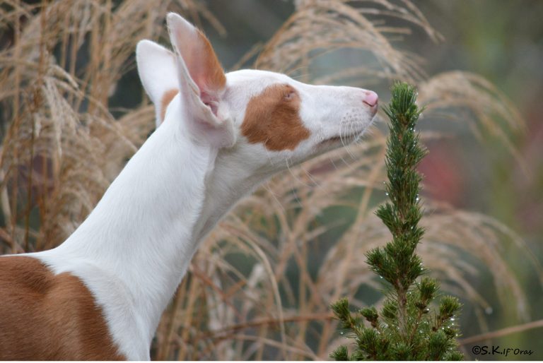 Podenco Ibicenco
