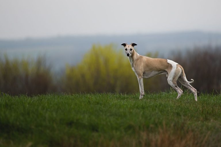 Alles über Whippets: Informationen, Whippetzüchter, Welpen