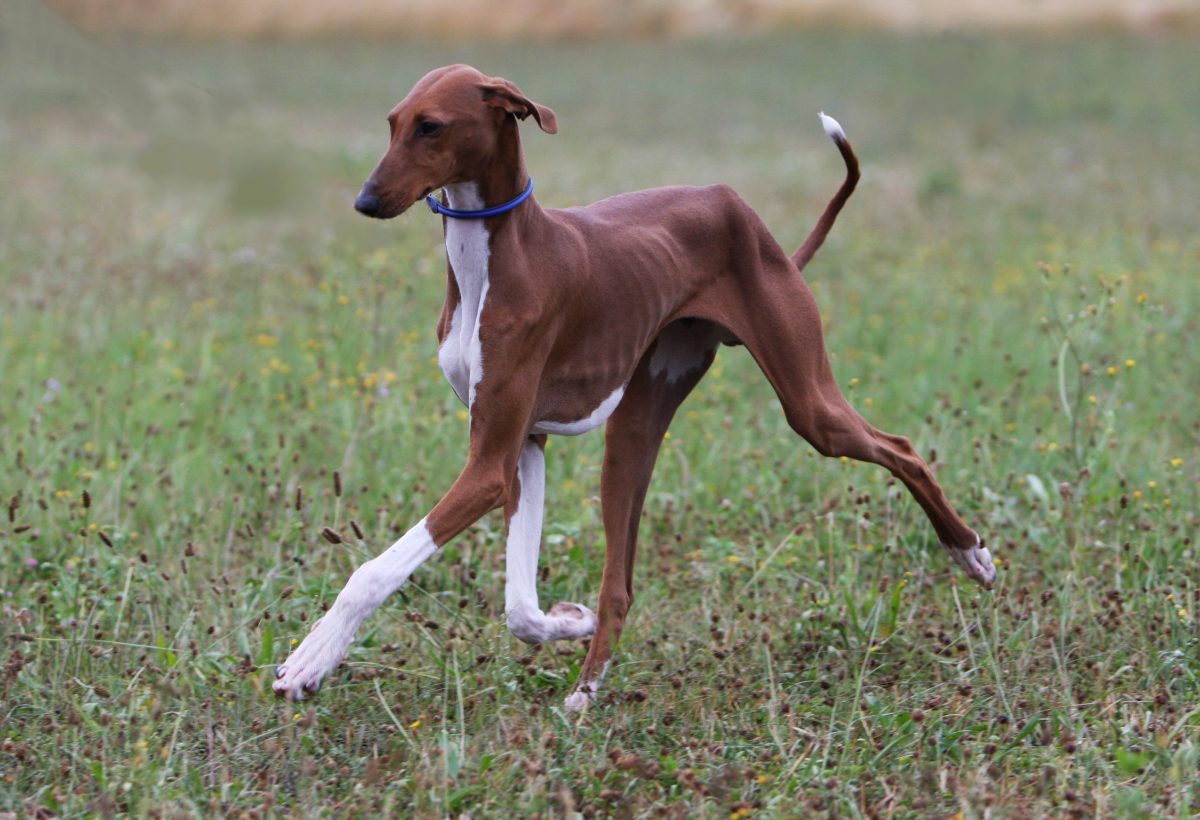 Deutscher Windhundzucht- und Rennverband - Faszination Windhunde
