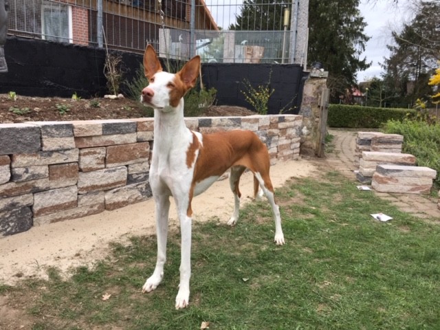 Podenco Ibicenco