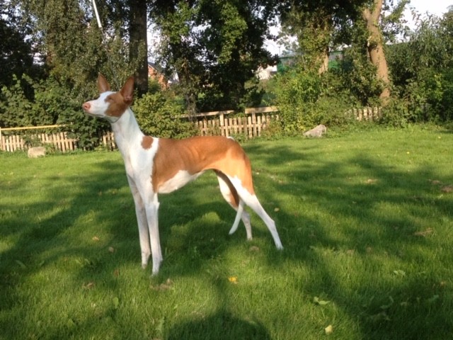 Podenco Ibicenco