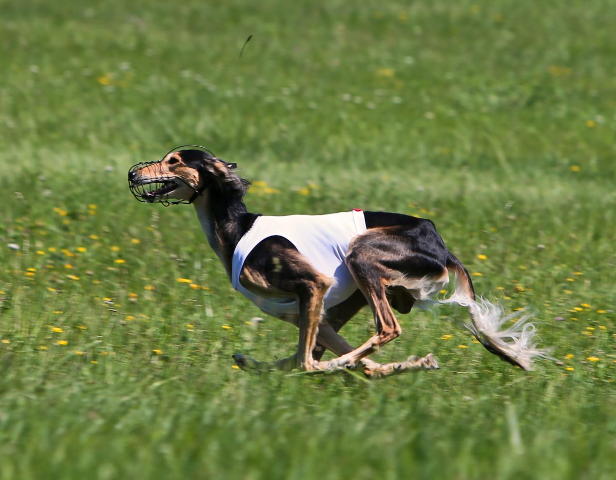 Wie kommt der Windhund auf die Rennbahn?