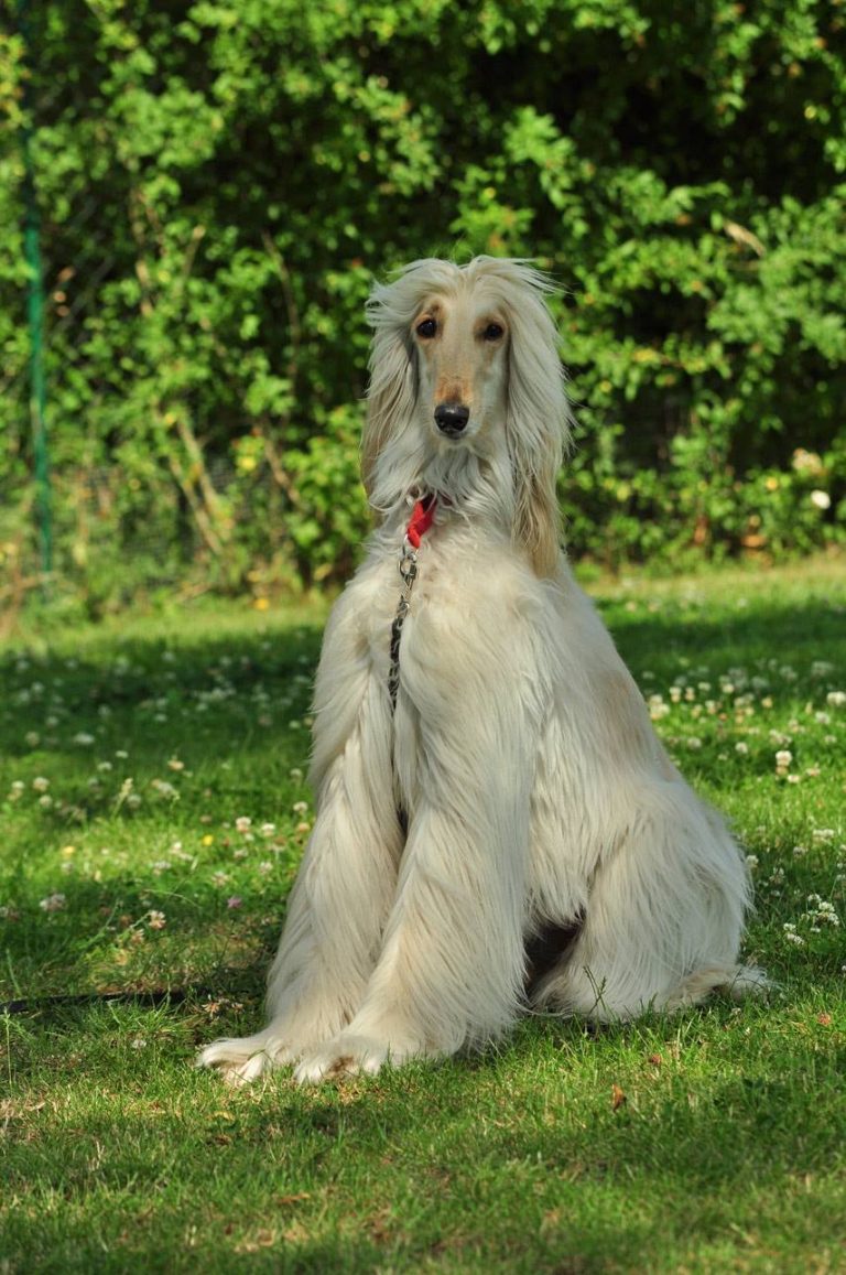 Afghanischer Windhund 20 | Deutscher Windhundzucht- und Rennverband e.V.