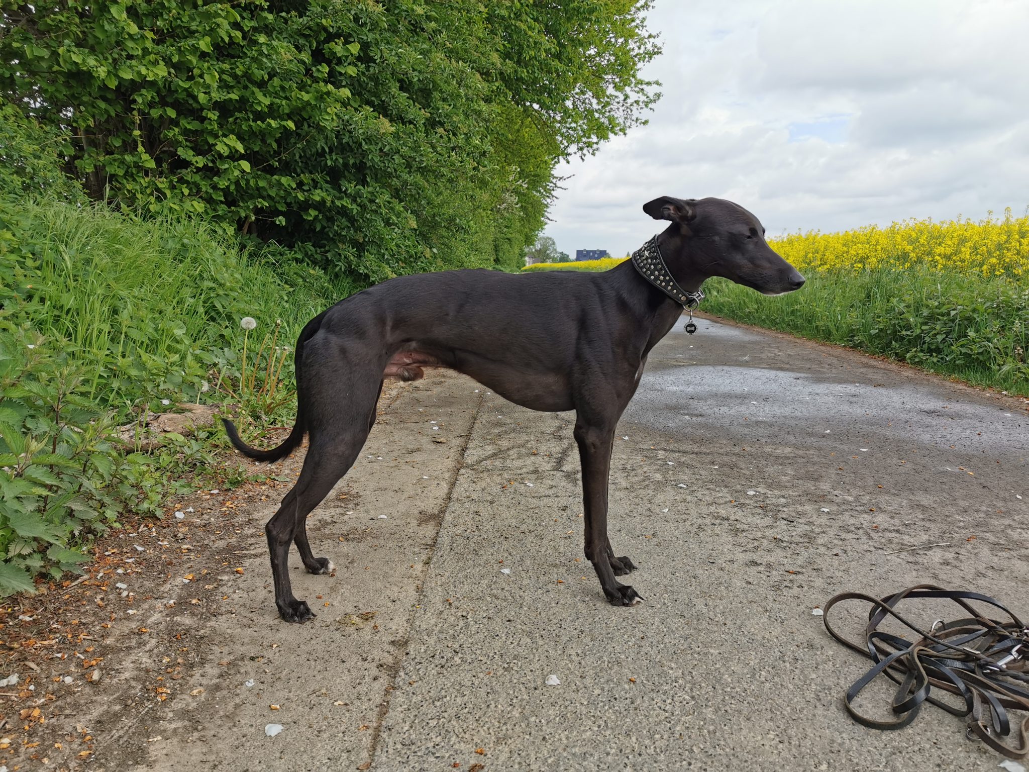 Whippet Deckrüden im DWZRV